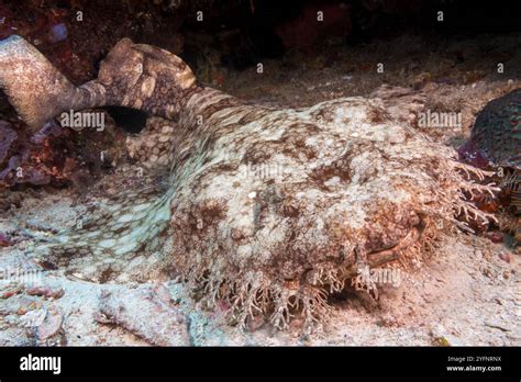 The Tasselled Wobbegong Eucrossorhinus Dasypogon Is Also Known As The