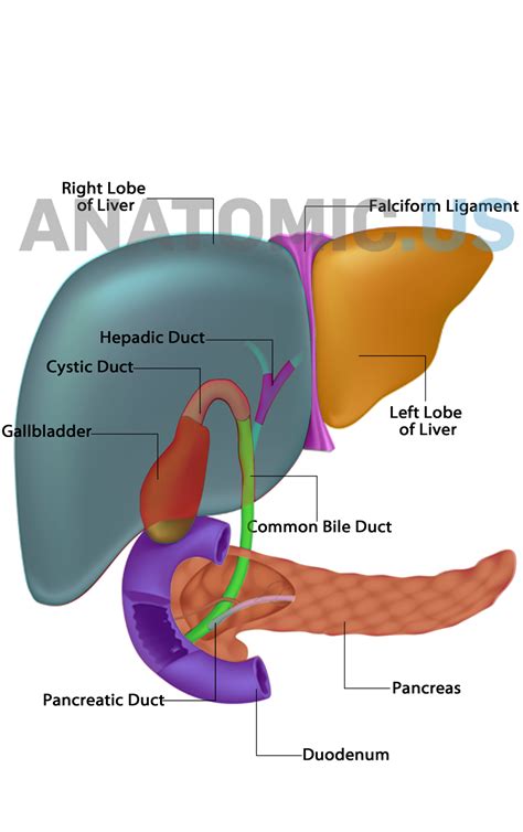 Pin By Anatomic Us On Anatomy Flashcards Diagnostic Medical