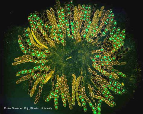 Welcome To The Visible Embryo