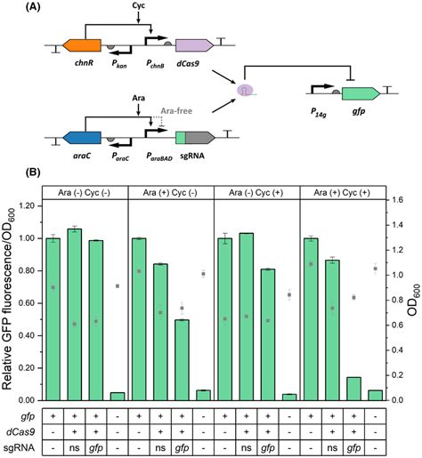 Characterization Of The Crispr Interference System In A Baylyi Adp1