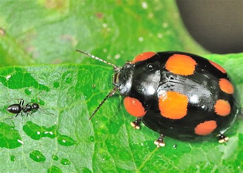 Eight Spotted Leaf Beetle Paropsisterna Sexpustulata