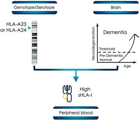 Proposed Model Illustrating How The Hla Class I Serotype Genotype Download Scientific Diagram