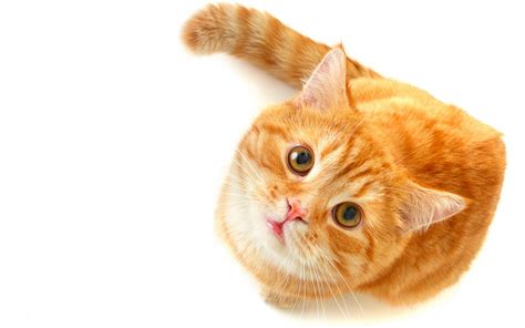 Cat Cats Wallpaper 32958715 Fanpop