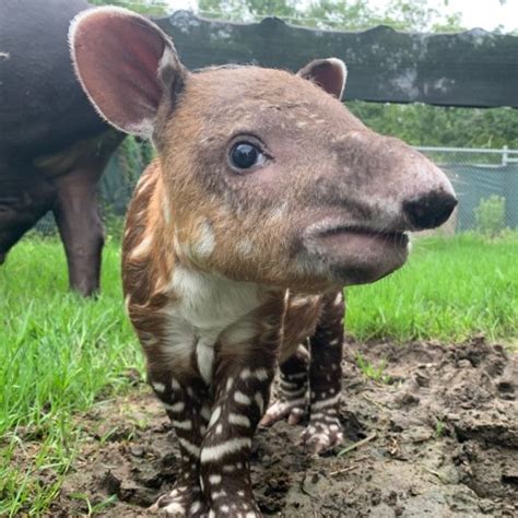 Still Alive Bouncing Between Hyperfixations Tapir Boy Tumblr Blog