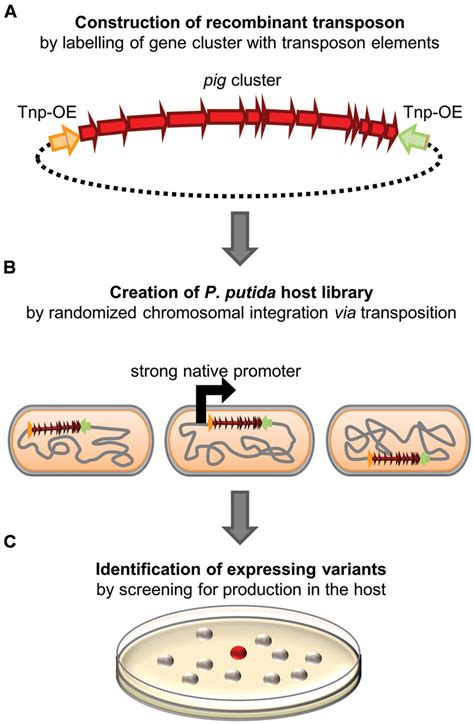 Frontiers Efficient Recombinant Production Of Prodigiosin In