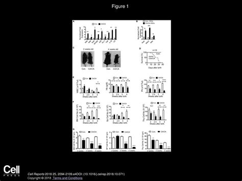 Constitutive Activation of the Canonical NF κB Pathway Leads to Bone Marrow Failure and
