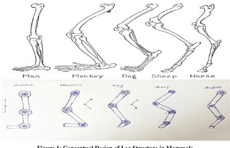 Figure 1 From Design Of A Quadruped Robot And Its Inverse Kinematics