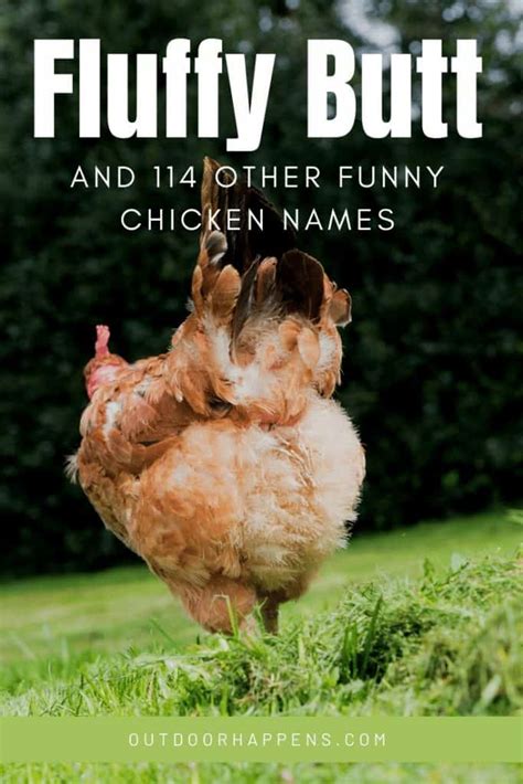 313 Cute And Funny Chicken Names [almighty List For Hens And Roosters