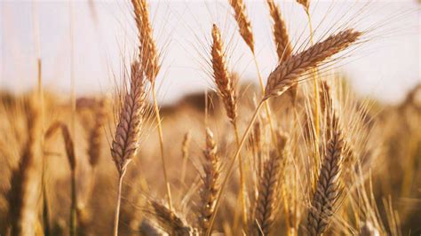 [esp] ¿buena Semilla O Cizaña [eng] Good Seed Or Tares — Hive