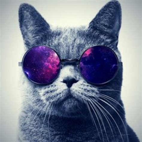 Kittyhub Kittyhub Tumblr Blog Tumlook