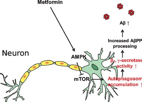 Schematic Diagram Of The Mechanism Mediating Metformin Induced A Download Scientific Diagram