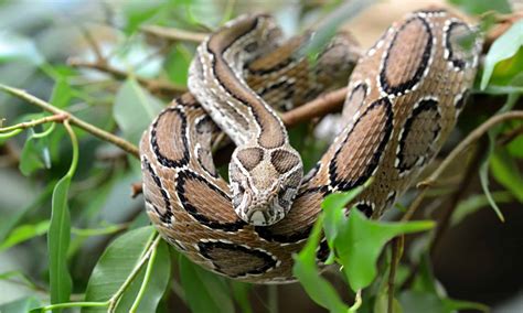 Viper Animal Facts Viperidae A Z Animals