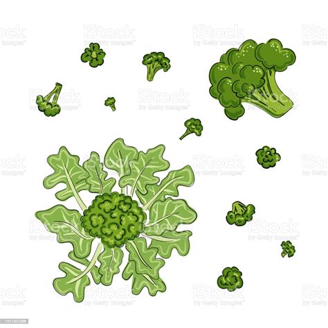 브로콜리 양배추 그린 그린 은 배경에 손으로 그린 스타일로 그려져 있습니다 음식을 요리 그래픽 배경입니다 격리된 벡터 그림입니다 개체 그룹에 대한 스톡 벡터 아트 및 기타