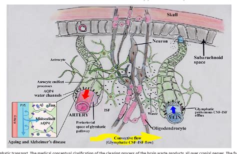 Figure 1 From Glymphatic Structure And Morphological Features Of The Brain Semantic Scholar