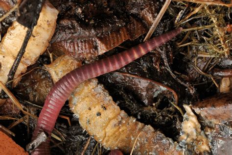 Best Worms For Raised Garden Beds Types And Benefits