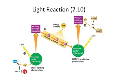 Light Reactions Diagram