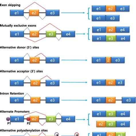 Pgc 1α Isoform Structure Origin And Biological Functions Eight Download Scientific Diagram
