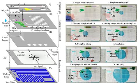 Peer Review Simple Microfluidic Sexing Rpa Hintw Simple Microfluidic H2020