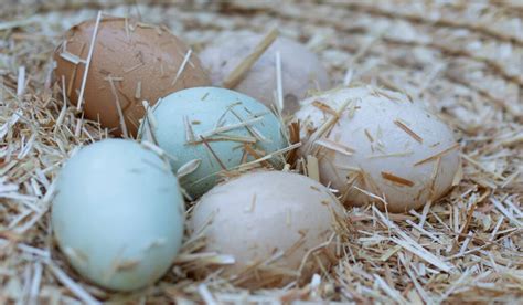 Araucana Chicken Breed Profile The Quirky Blue Egg Layers Farmhouse