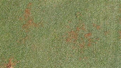 Leaf Spot Nc State Extension
