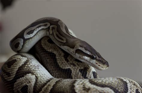 So here is a master post of all my ball python økay friend