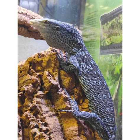 Varanus Macraei Juvenile 001