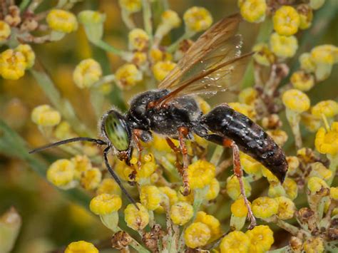 Tachytes Distinctus Tachytes Bugguide Net