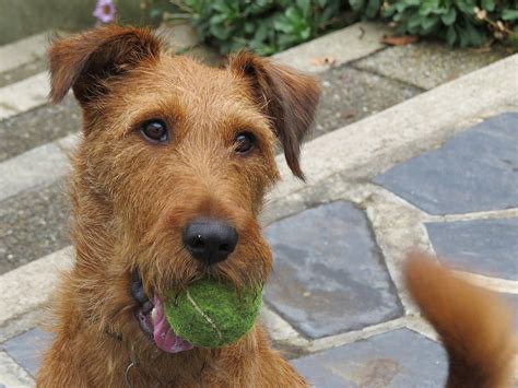 Irish Terrier Lab Mix