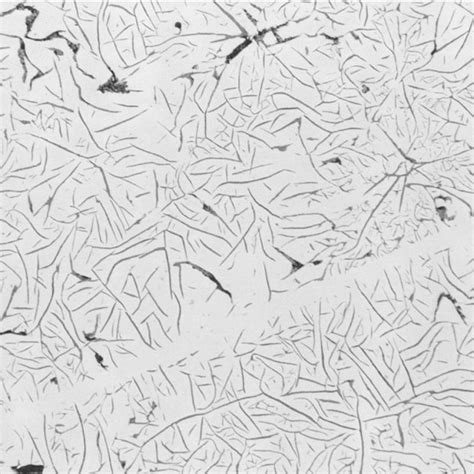 5 Primary Alpha Dendrites In Hypoeutectic Gray Iron The Specimen Was Download Scientific