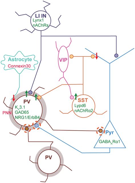 Molecular And Synaptic Loci Of Plasticity During Sensory Critical