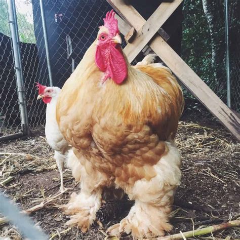 Chickens With Fuzzy Legs