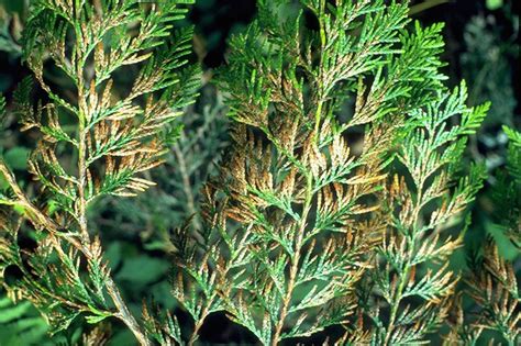 Cedar Leaf Blight