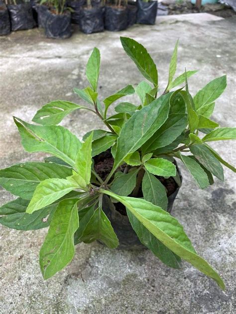 Longevity Spinach Furniture And Home Living Gardening Plants And Seeds