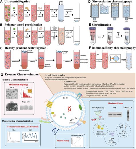 Application Of Exosomes In Tumor Immunity Recent Progresses Pmc