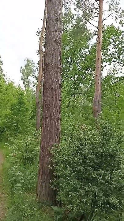 разнообразие деревьев в лесу рябина береза сосна дуб Youtube