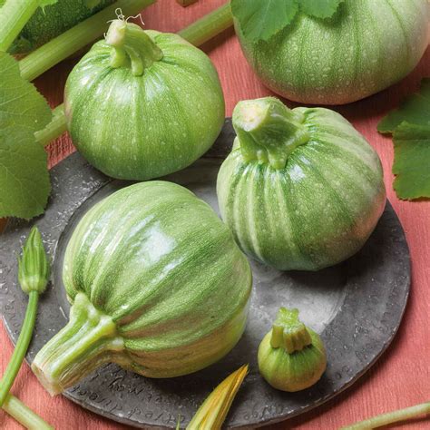 Summer Squash Seeds Ronde De Nice Aasgardens