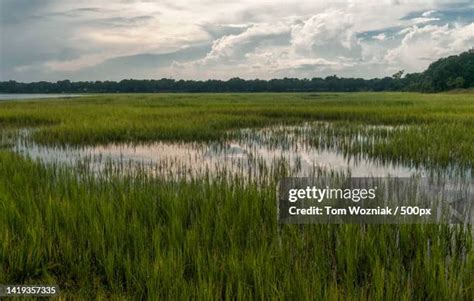 South Carolina Marsh Photos And Premium High Res Pictures Getty Images