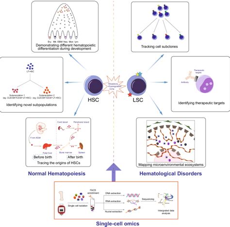 通过单细胞组学对人类造血干细胞和祖细胞的新见解 Stem Cell Reviews And Reports X Mol