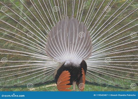 Rear View Of Dancing Peacock Stock Image Image Of Scene Wings 119542487