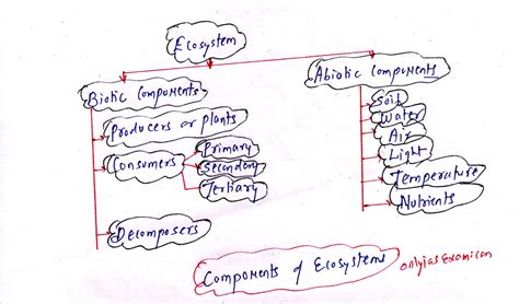 What Do You Mean By Ecosystem Illustrate The Components Of The Ecosystem Civil Services Self