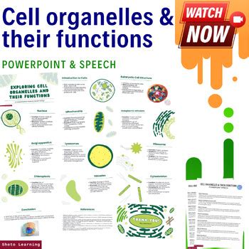 Cell Organelles And Their Functions A Comprehensive PowerPoint Presentation