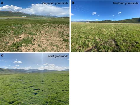退化草地的长期积极恢复通过改变土壤种子库增强植被恢复力agronomy For Sustainable Development X Mol