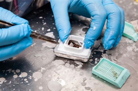 Premium Photo Scientist Embedding Tissues In Paraffin Blocks For