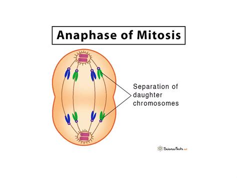 Cell Cycle And Cell Divisionpptx