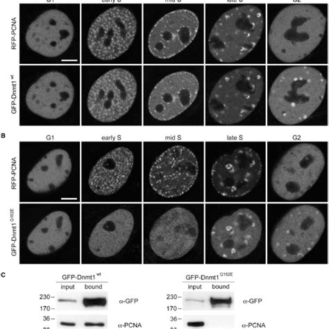 Structure Of Dnmt1 And Alignment Of Pcna Binding Domains Pbd A Download Scientific Diagram