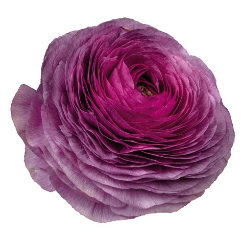 Italiensk Ranunkel Elegance ® Milka 10st Ranunkel