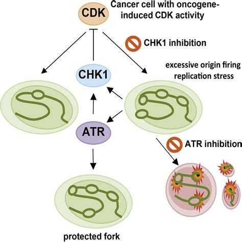 Cancer Specific Synthetic Lethality Between Atr And Chk1 Kinase Activities Cell Reports