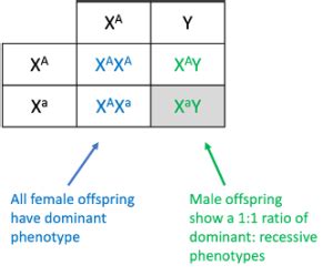Sex Vs Gender Chromosomes Genes And Traits An Introduction To Genetics