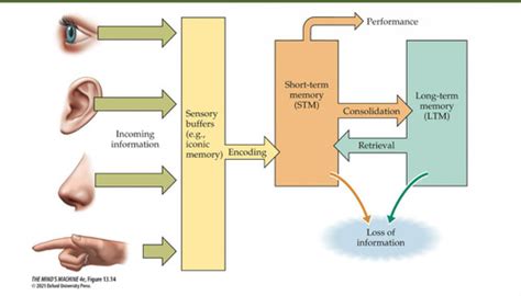 Memory Learning Flashcards Quizlet Memory Learning Flashcards Quizlet