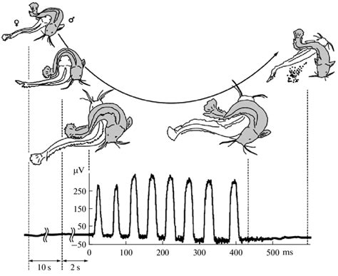 The Typical Male And Female Positions Of Clarias Macrocephalus During Download Scientific